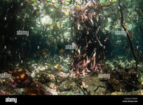 A Group Of Orbicular Cardinalfish Sphaeramia Orbicularis Seek Shelter
