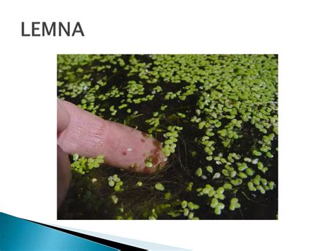 Root Characteristics Types Structure And Functions Pptx