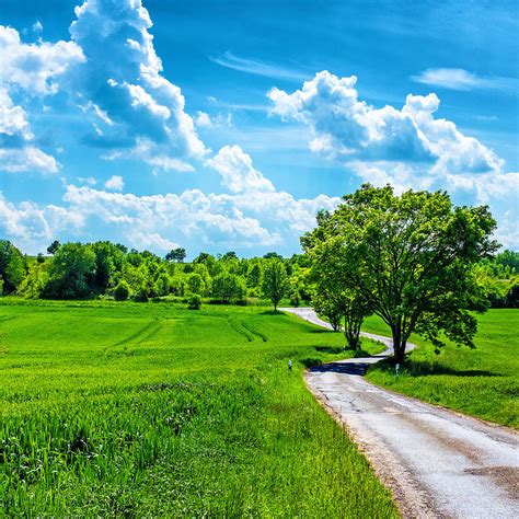 Green Summer Trees Wallpapers Wallpaper Cave