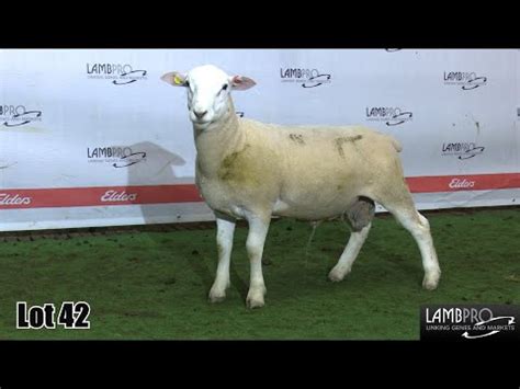 Lot 042 Youtube