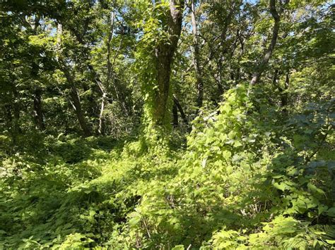 Deciduous Forest On The Island Of Ricorda In Clear Weather Russia