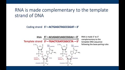 Determine Rna Sequence From Coding Dna Youtube