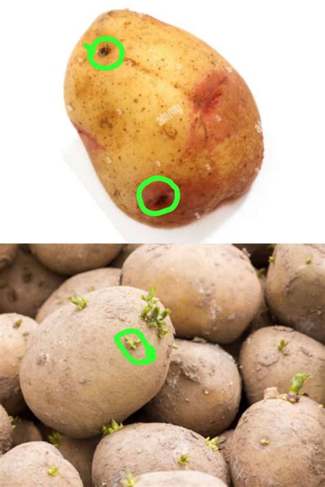 Potatoes Beware Of “eyes” And Solanine Prof Maurice Hakizimana