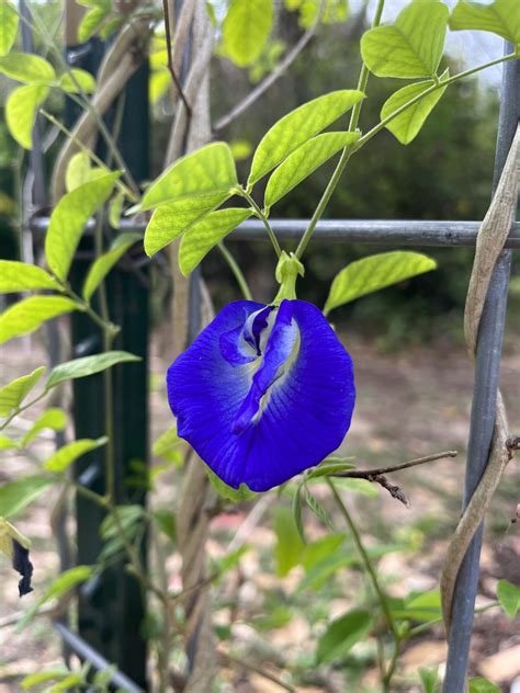 Butterfly Pea Clitoria Ternatea Cody Cove Farm And Nursery