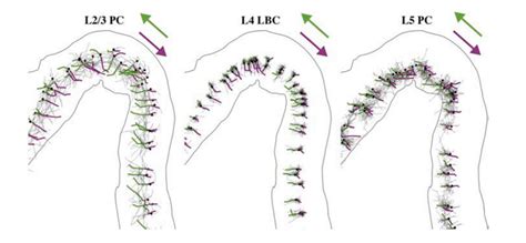 Action Potential Initiation Points In The Primary Motor Cortex Layer