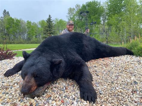 418 Lb Archery Kill By Interlake Safaris Hunts From The Heart