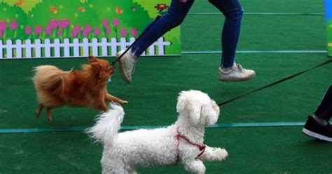 주인님 천천히 가세요