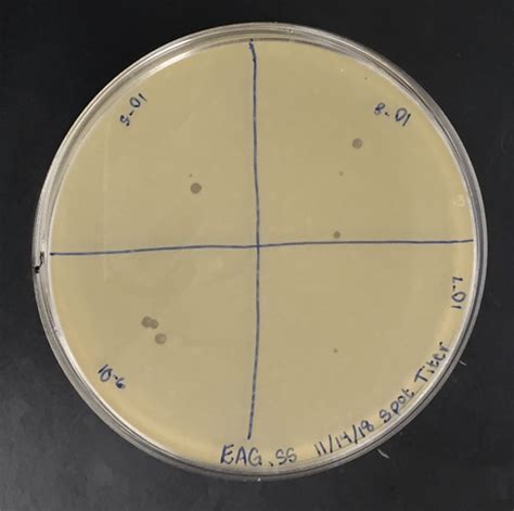 Plate Webbing To Create A High Titer Lysate 111918 Bears In The Sea