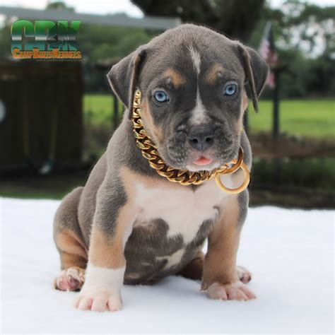 Xl American Bully Puppies Camp Bully Kennels Charleston