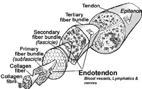 Epitenon Full Article Essential Role Of Mohawk For Tenogenic Tissue