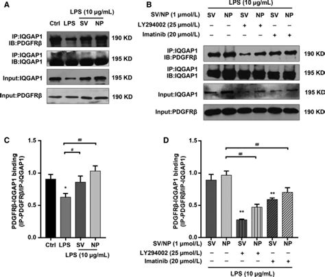Simvastatin Preparations Promote Pdgf‐bb Secretion To Repair Lps