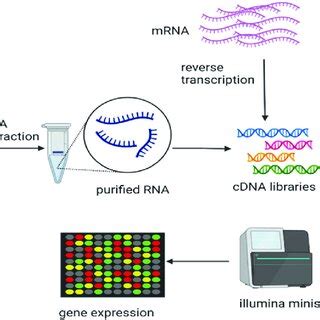 Workflow Of Transcriptomics Transcriptomics Analysis Begins With The