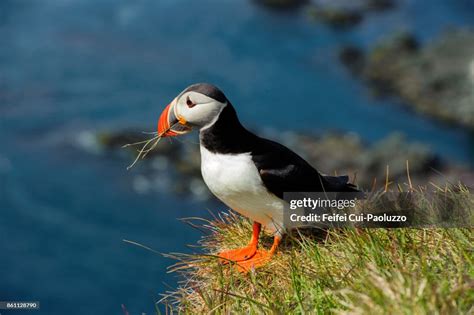 A Atlantic Puffin At Bird Cliff Of Látrabjarg Westfjords Iceland High