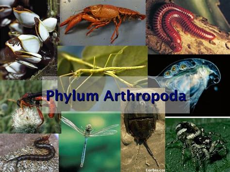Arthropods Complete Classification Types Ppt