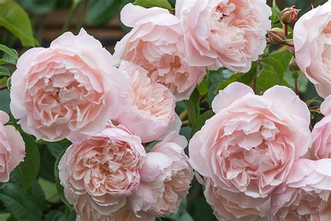 David Austin Roses Andrews Seed Company