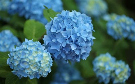 Download Inflorescence Flowers Leaves Branches Hydrangea Wallpapers