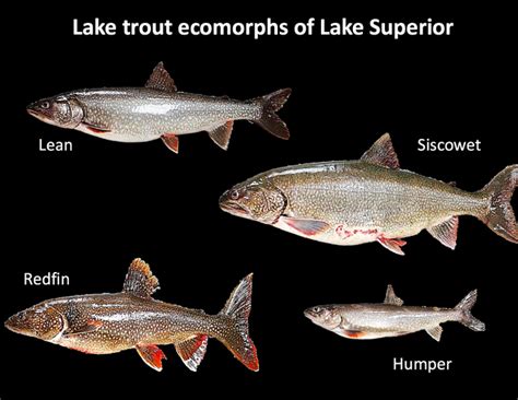 Researchers Document Oldest Known Lake Trout In Great Lakes Found In