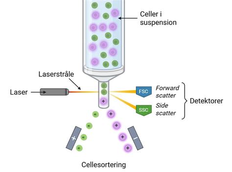 Flowcytometri Lex