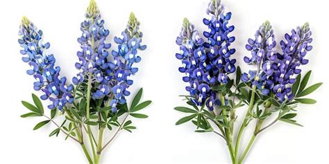 Premium Photo Bouquet Made With Bluebonnets Flowers
