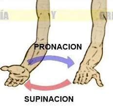 PronaciÓn Movimiento Del Antebrazo Y De La Mano Por El Que Radió Rota
