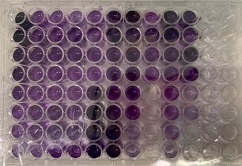 Good Assay Kit To Calculate Sample Protein Concentration Biocompare