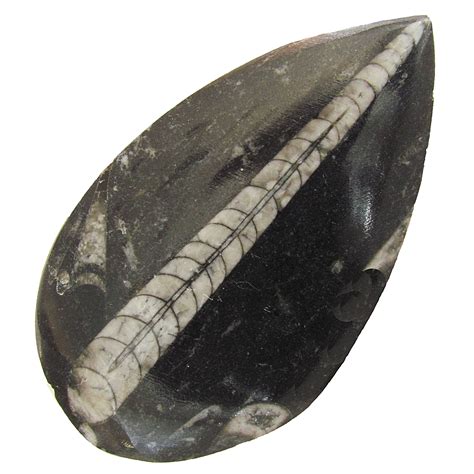 Orthoceras Amazing Nautiloid Hunter Of The Paleozoic Era