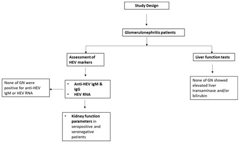 Glomerulonephritis