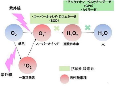 活性酸素発生機構 活性酸素 影響 Wete