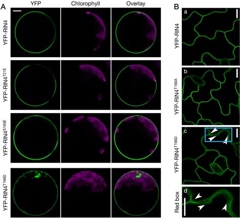 Frontiers Subcellular Spatial Regulation Of Immunity Induced