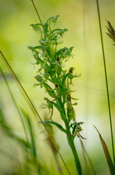 Ragged Fringed Orchid In July 2017 By Erik Danielsen · Inaturalist