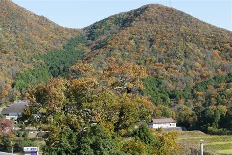 Tamba Ware A Timeless Tradition Of Japanese Pottery Moca Ny