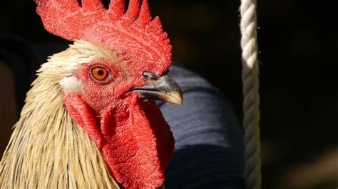 Rooster Beak Images Free Download On Freepik