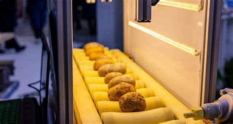 The Production Line For Sorting Potatoes Potato Sorting Processing