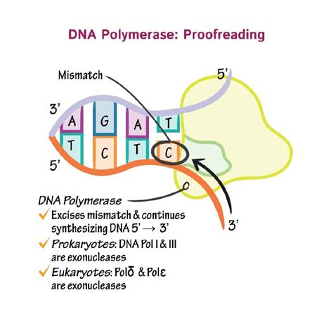 Dna Polymerase Proofreading Educational Rbiology