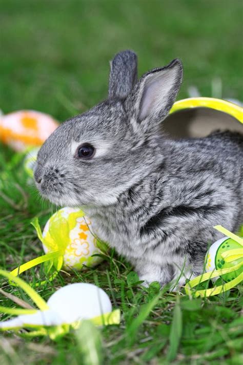 Small Easter Chicks Stock Image Image Of Background 13055697