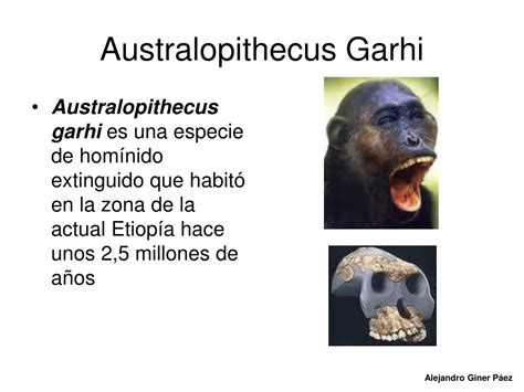 Ppt Los Primates Y La Evolución Humana Powerpoint Presentation Free
