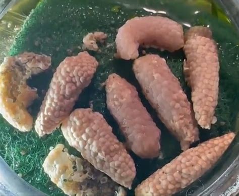 My Mystery Snails Have Been Lay Egg Clutches Like Crazy Can I Feed The