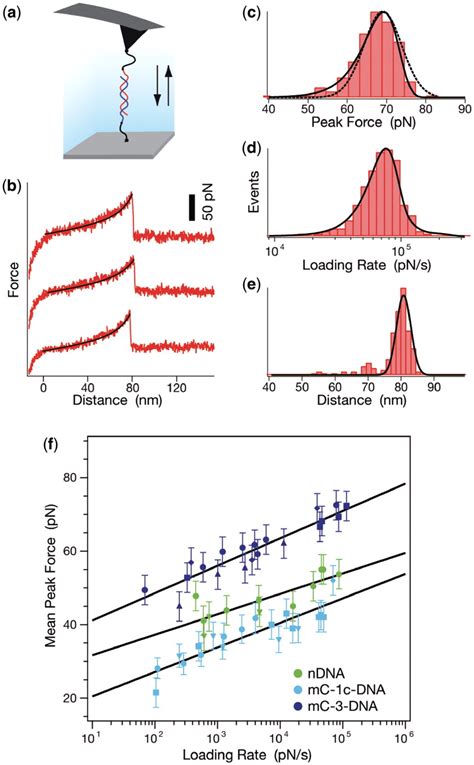 A Single Molecule Force Spectroscopy Setup Complementary Single Download Scientific Diagram