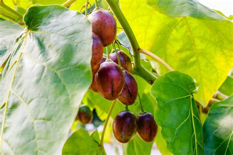 Tamarillo How To Grow And Care For The Tree Tomato Plantura