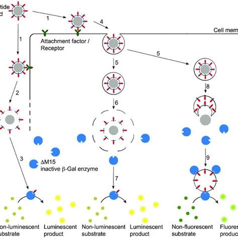 Binding And Internalization Assay A Luminescent Signal After Virus Download Scientific