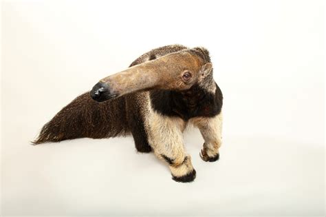 Giant Anteater Myrmecophaga Tridactyla Tridactyla Joel Sartore