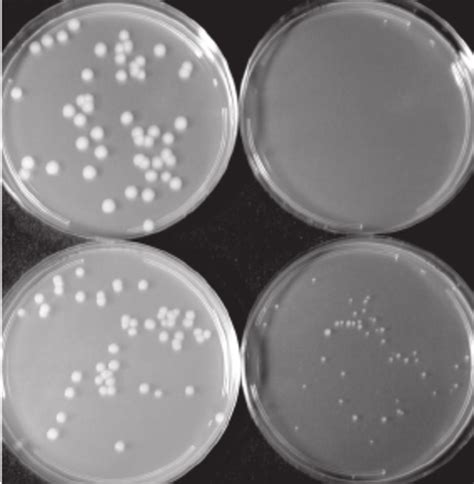 Plasmid Stability And Temperature Sensitive Replication Of Plasmid