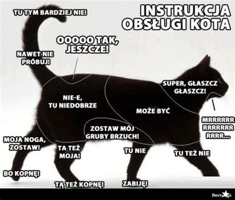 Zobacz Najlepsze Memy O Kotach Samo życie Kobieta