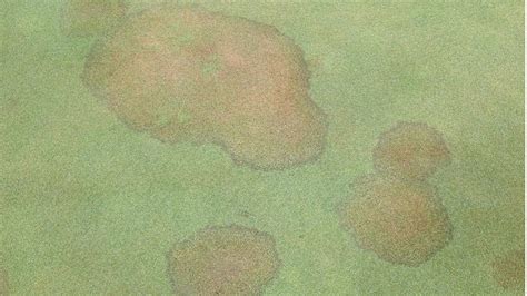 Brown Patch Turf Disease Syngenta Turf And Landscape