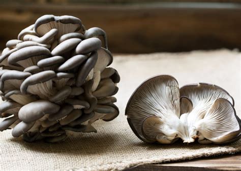 How To Cook With Blue Oyster Mushrooms The Addy Bean