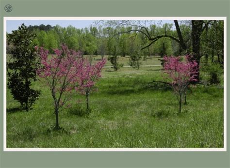 Pros And Cons Of Redbud Trees A Comprehensive Guide