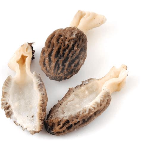 True Morel Vs Poisonous False Morel Morel Look Alikes
