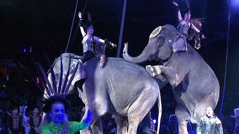 Circus Elephants Cruelty