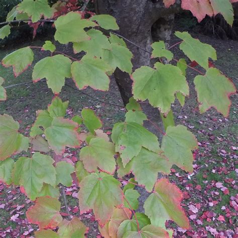 Acer Rubrum In Heath Park