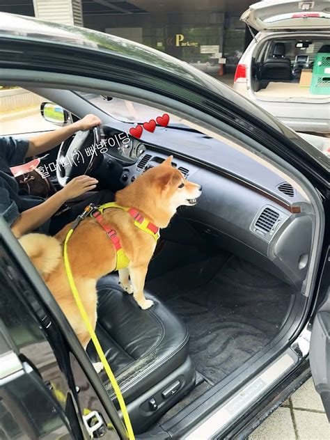드라이브 좋아하는 강아지🫡 시바 시바이누 Youtube